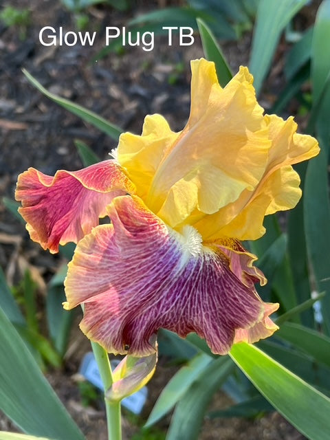Glow Plug TB Iris (Sutton 2016) – Laurel Valley Iris Farm