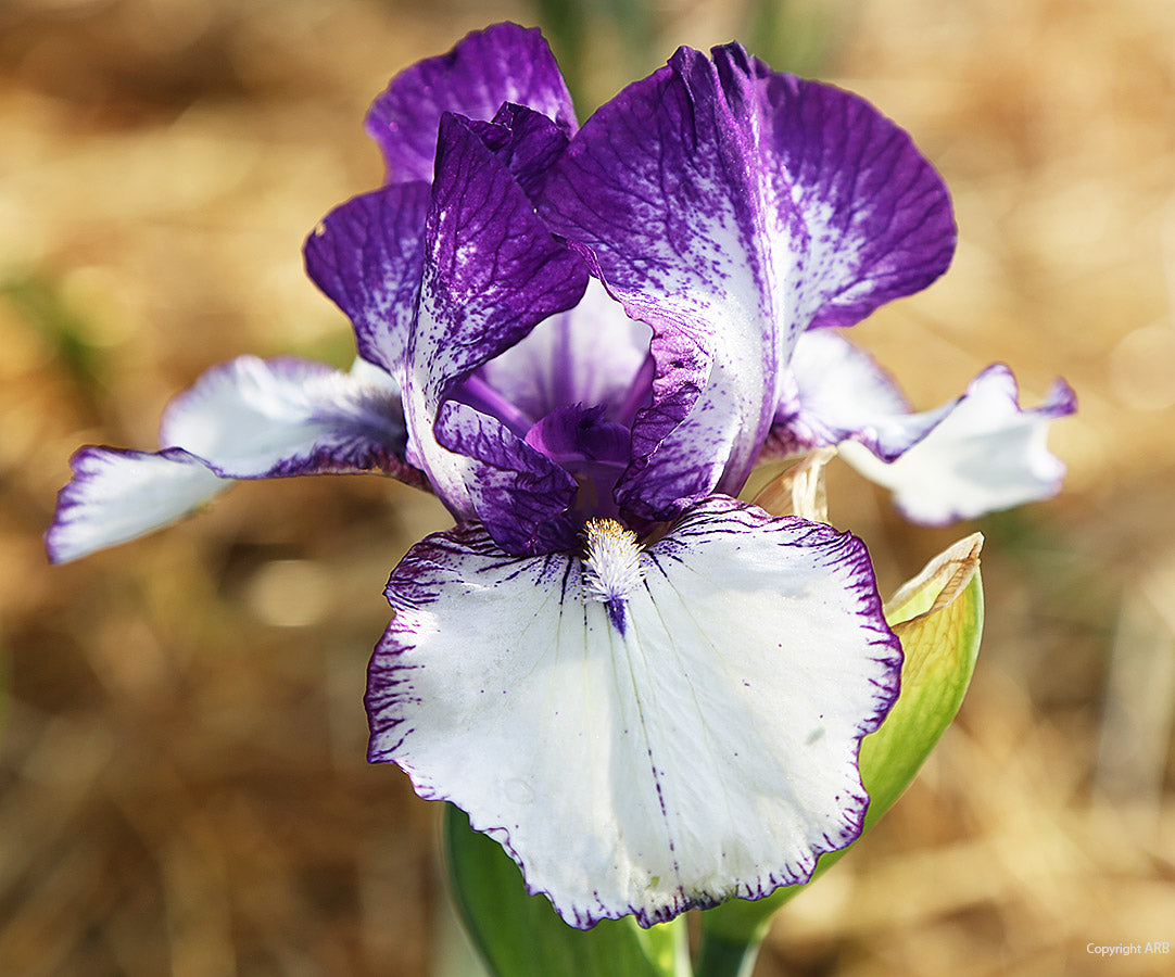 Rare Edition IB Iris (Gatty 1980) – Laurel Valley Iris Farm