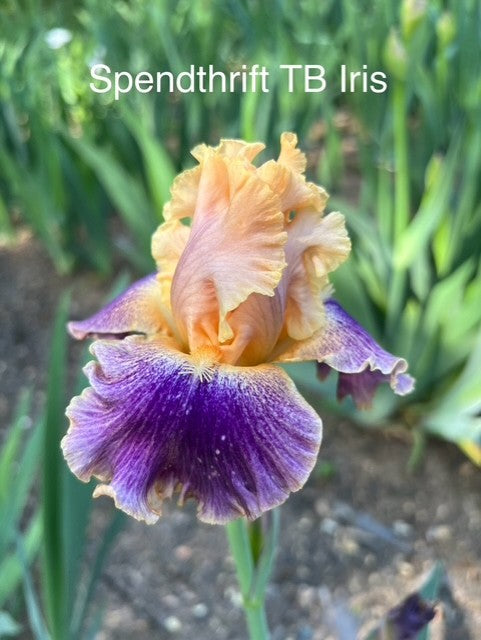Spendthrift TB Iris (Keppel 2011) – Laurel Valley Iris Farm